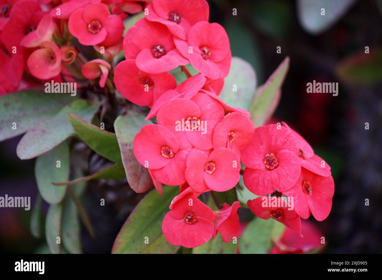 Crown of thorn plant (Euphorbia milii) in bloom with pinkish-red ...