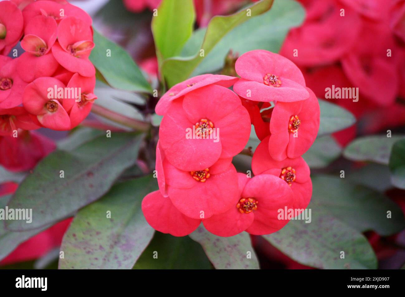 Jesus christs crown of thorns hi-res stock photography and images - Alamy