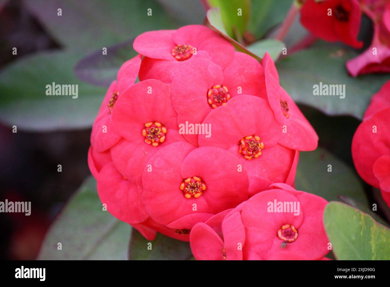 Crown of thorn plant (Euphorbia milii) in bloom with pinkish-red ...