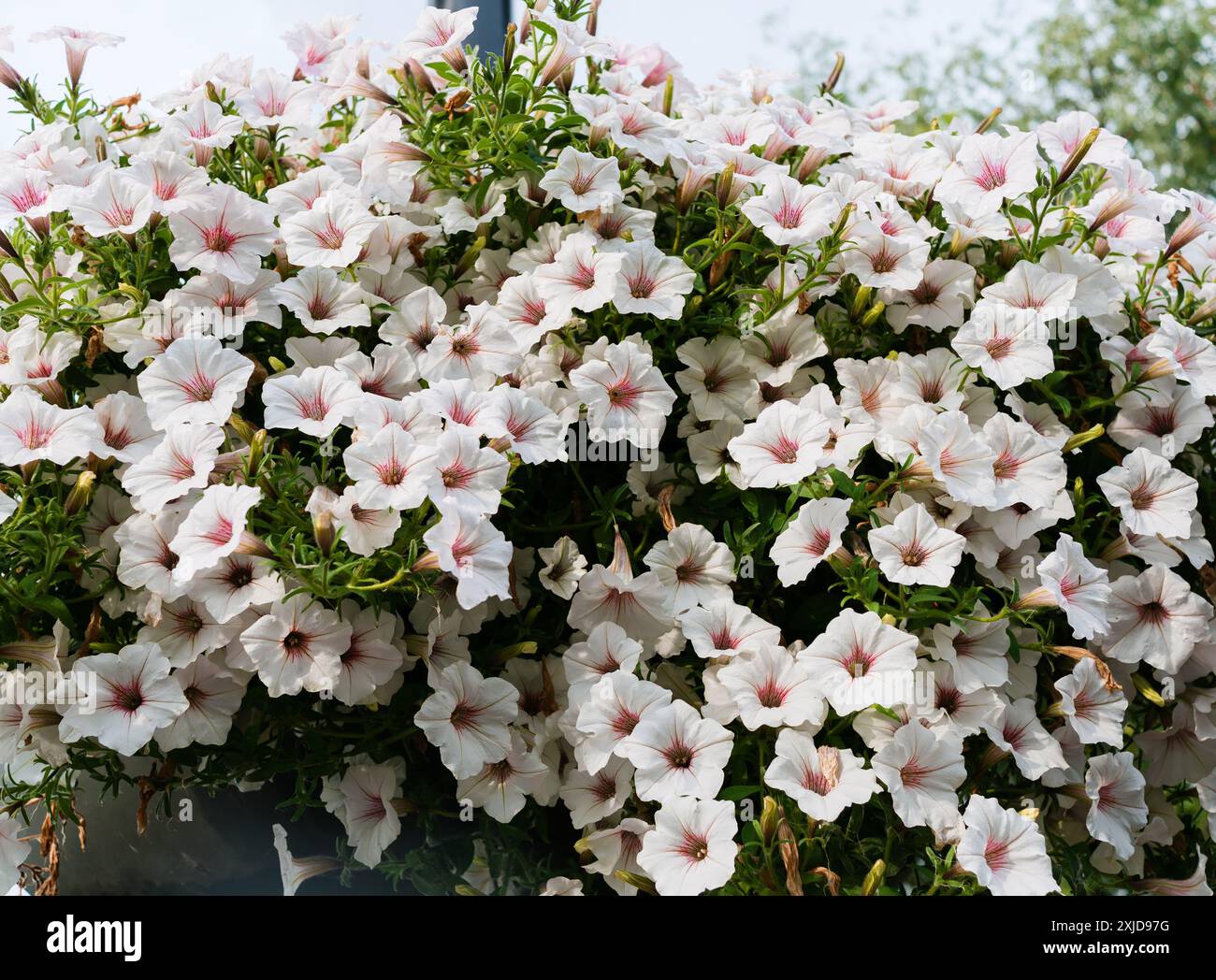 Beautiful large bush ornamental hi-res stock photography and images - Alamy
