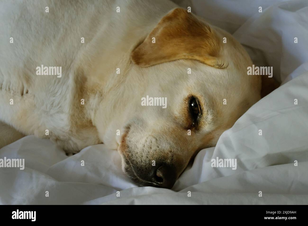 Cute yellow Labrador Retriever wrapped in a duvet and lying on a bed ...