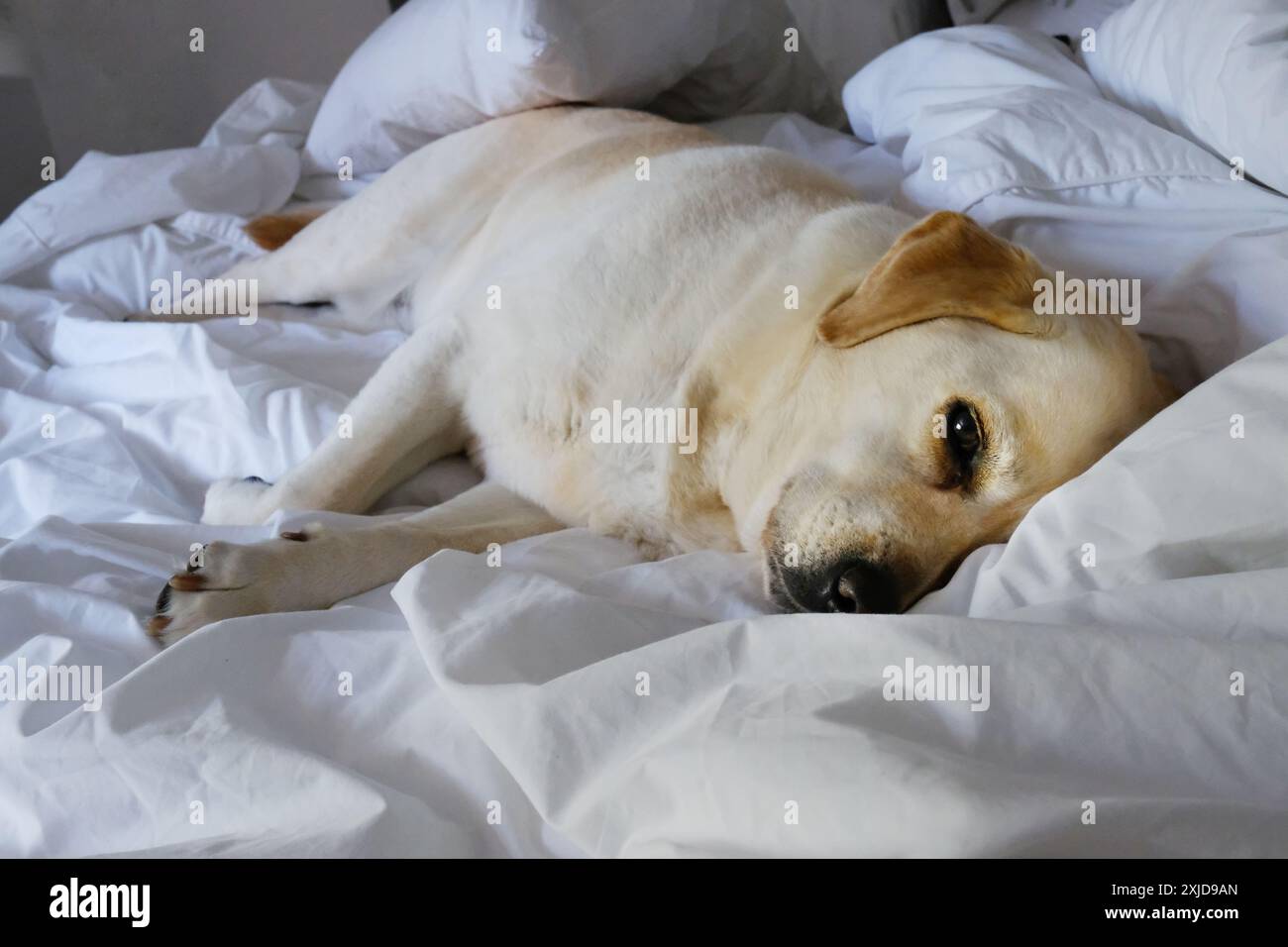 Cute yellow Labrador Retriever wrapped in a duvet and lying on a bed ...