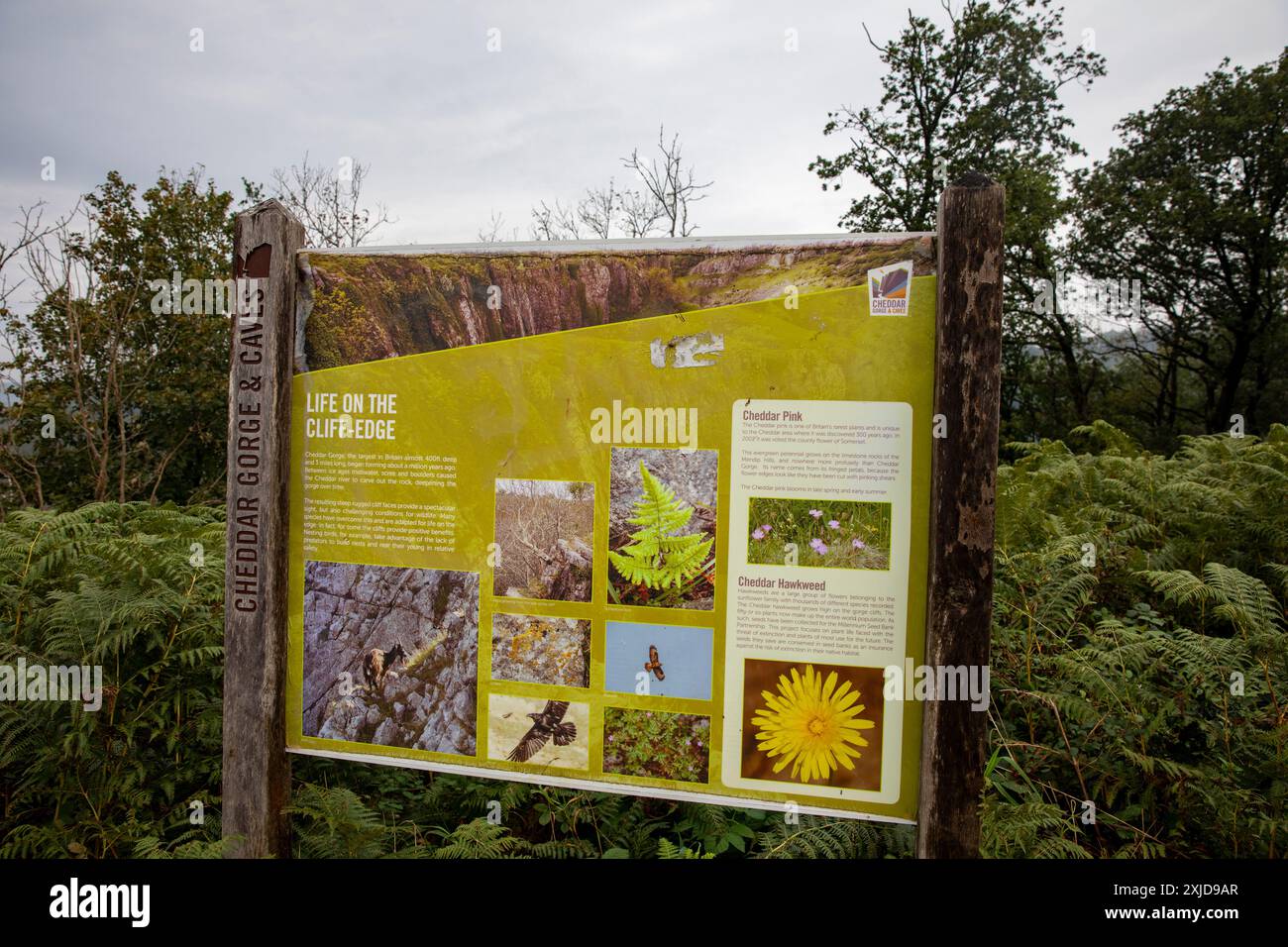 Life on the cliff edge, Cheddar gorge and caves tourist information ...