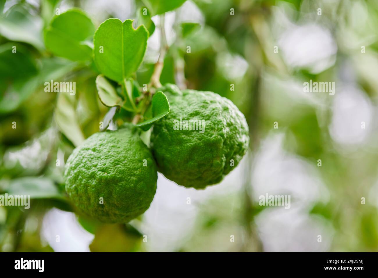 Kaffir lime leaf close hi-res stock photography and images - Alamy