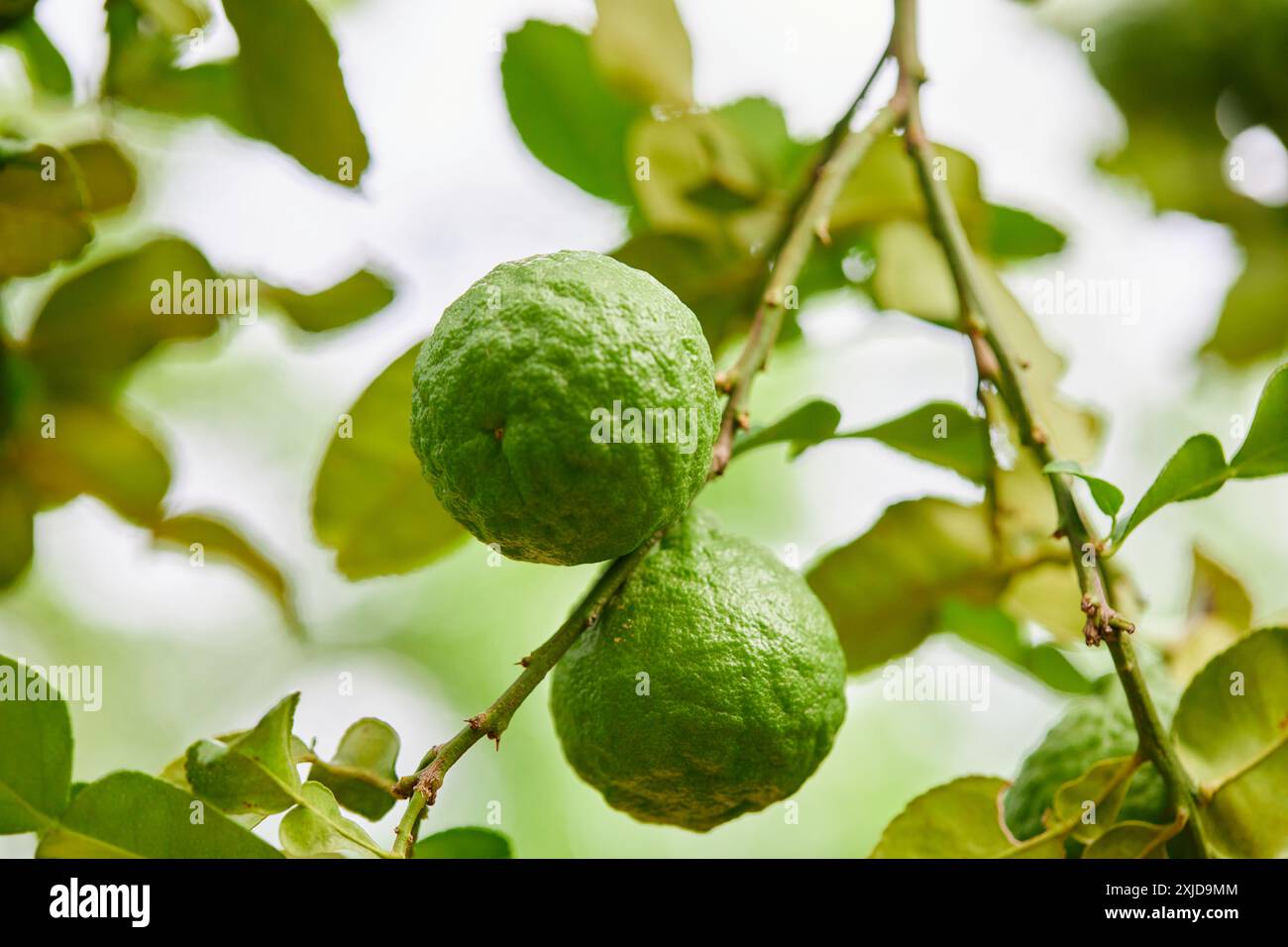 Green kaffir lime fruit on tree branch Stock Photo - Alamy