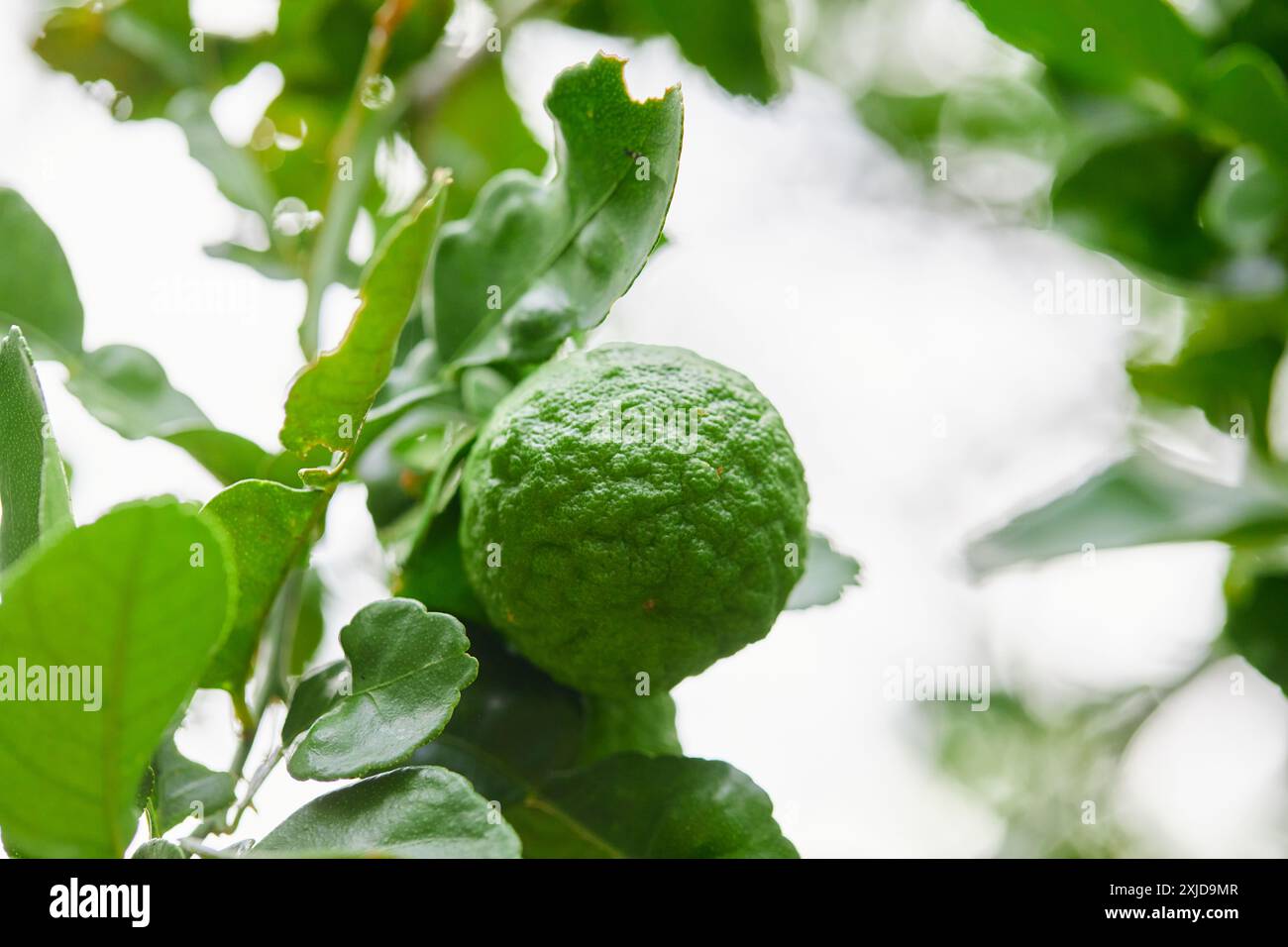 Green kaffir lime fruit on tree branch Stock Photo - Alamy