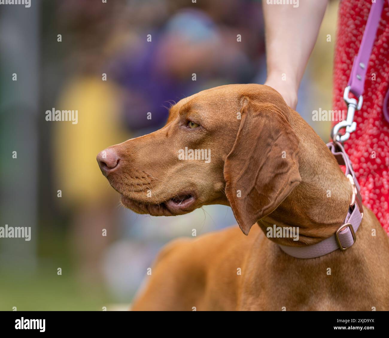 Vizsla hunting dog standing in a park. Portrait of Vizsla also known as ...