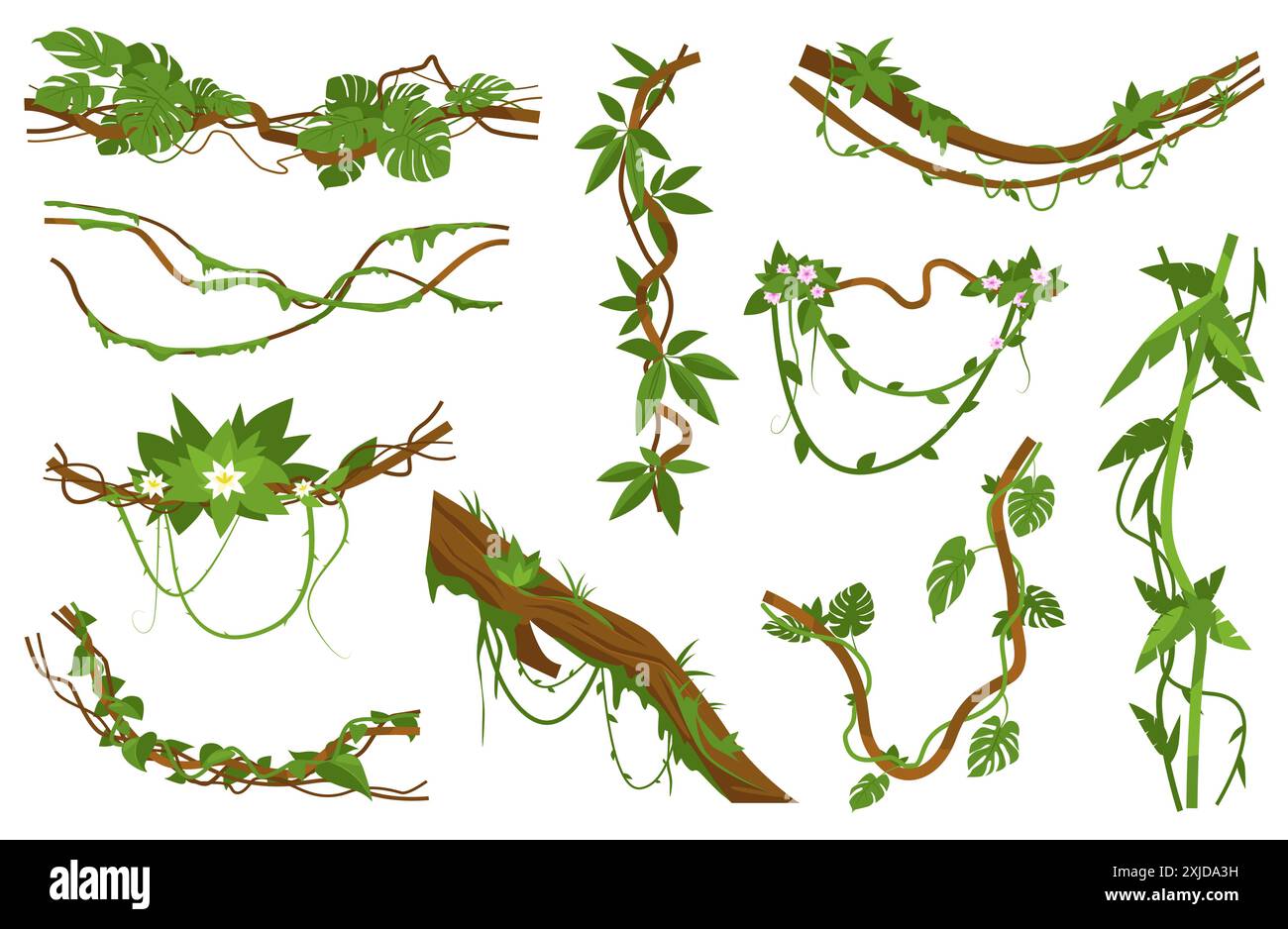 Jungle lianas. Intertwining curly stems of exotic plants. Rainforest ...