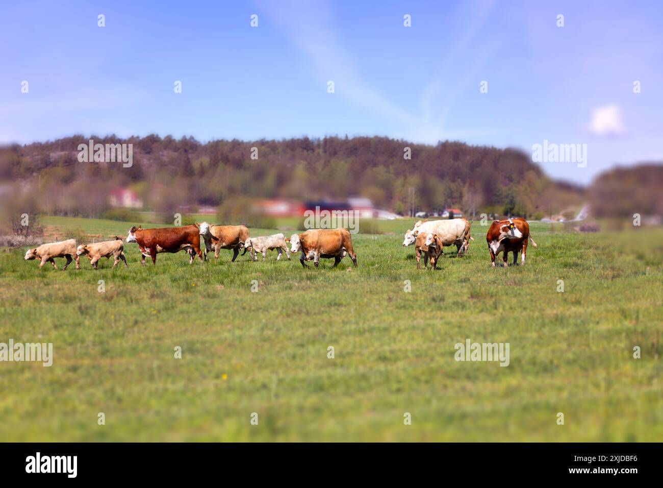 Grazing cows and sheep enjoy a sunny day in a rural pasture, creating ...