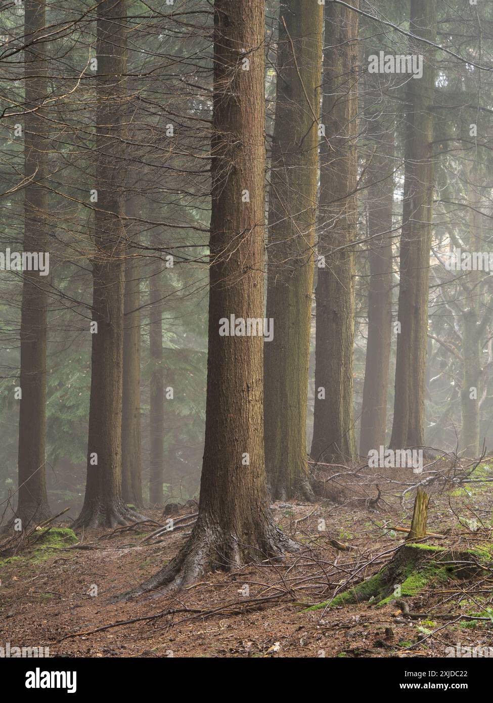 Pine plantation shropshire hi-res stock photography and images - Alamy