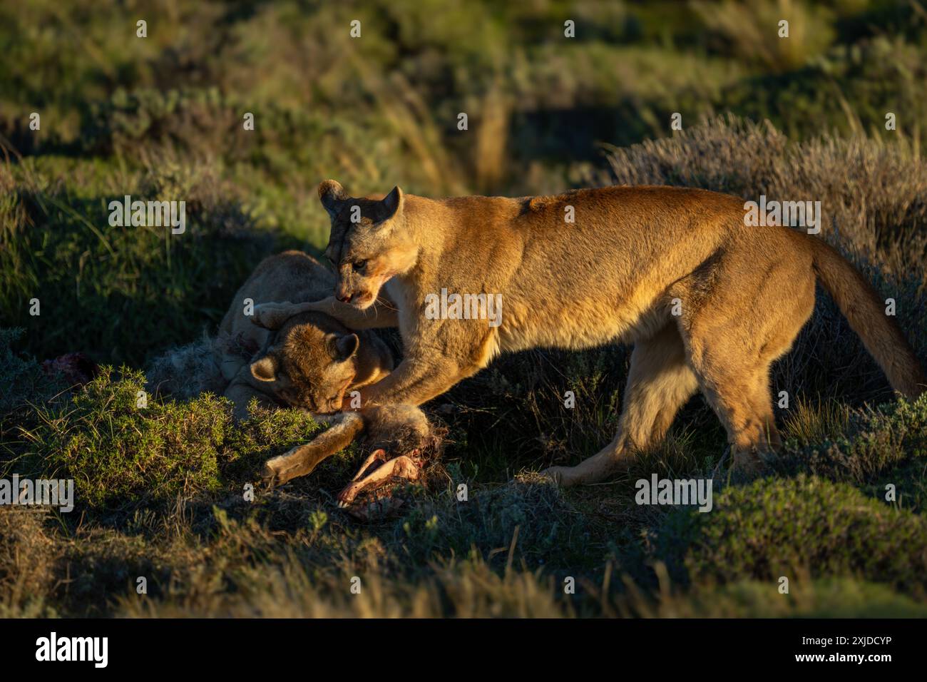 Two pumas feeding on guanaco in sunshine Stock Photo - Alamy