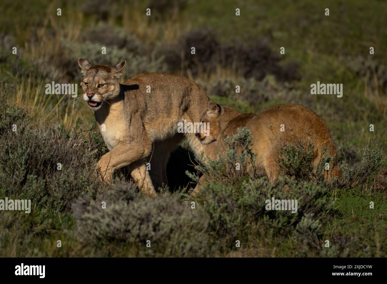 Puma cubs hi-res stock photography and images - Alamy
