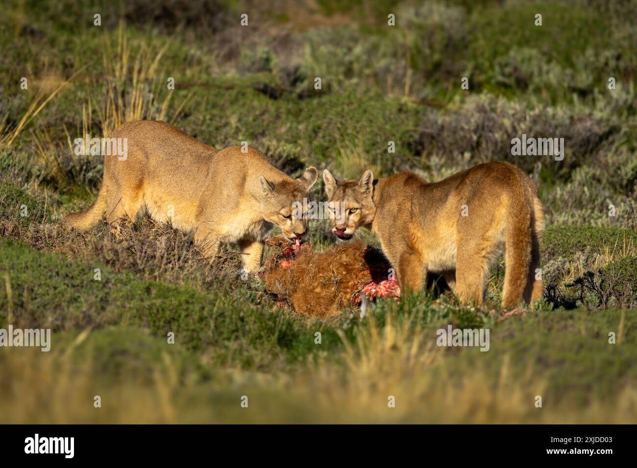 Puma feeding on guanaco hi-res stock photography and images - Alamy
