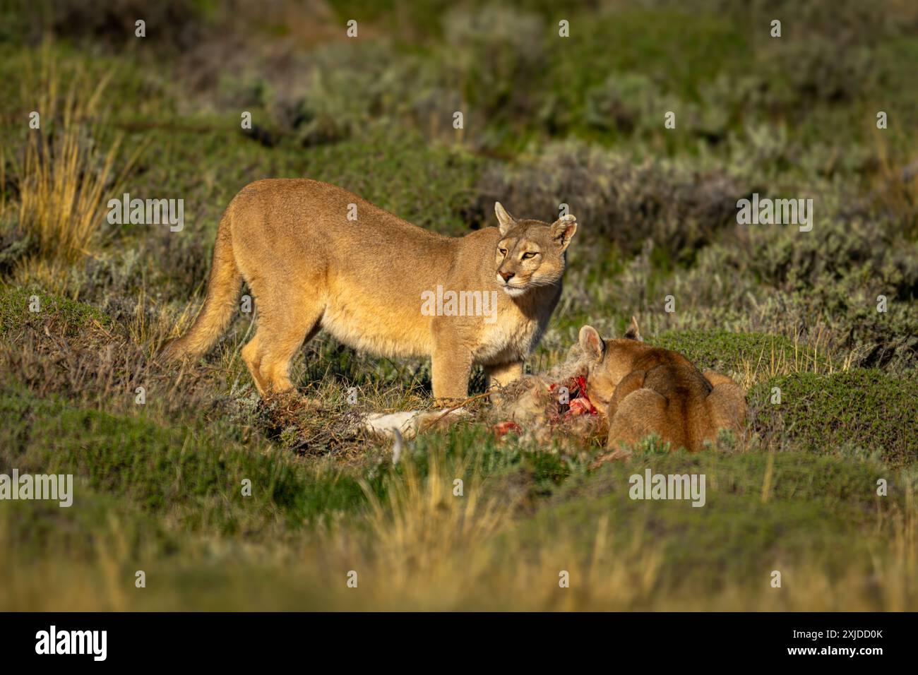 Two pumas feed on guanaco in sunshine Stock Photo - Alamy