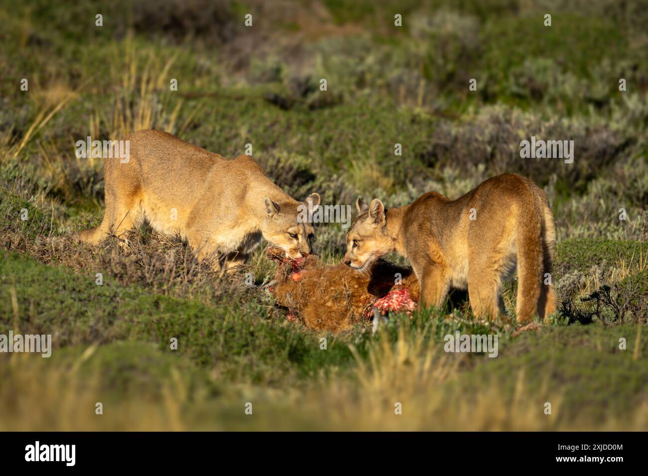 Two pumas in sunshine feed on guanaco Stock Photo - Alamy