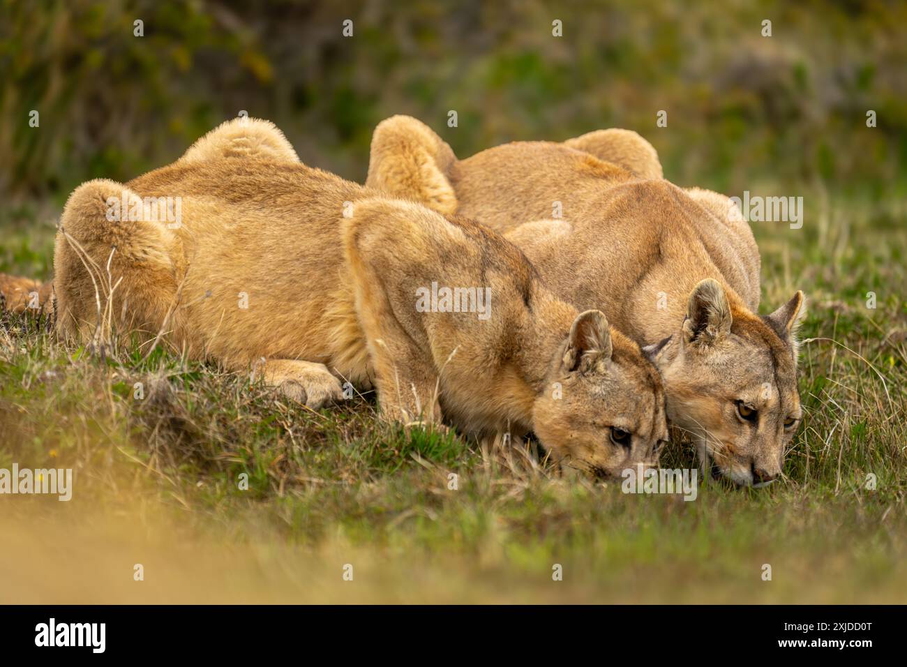 Two pumas lie drinking side-by-side from puddle Stock Photo - Alamy