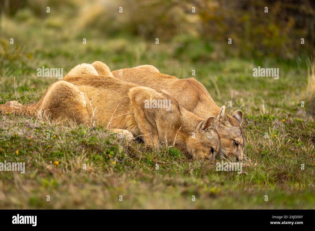 Two pumas lie drinking side-by-side in grassland Stock Photo - Alamy