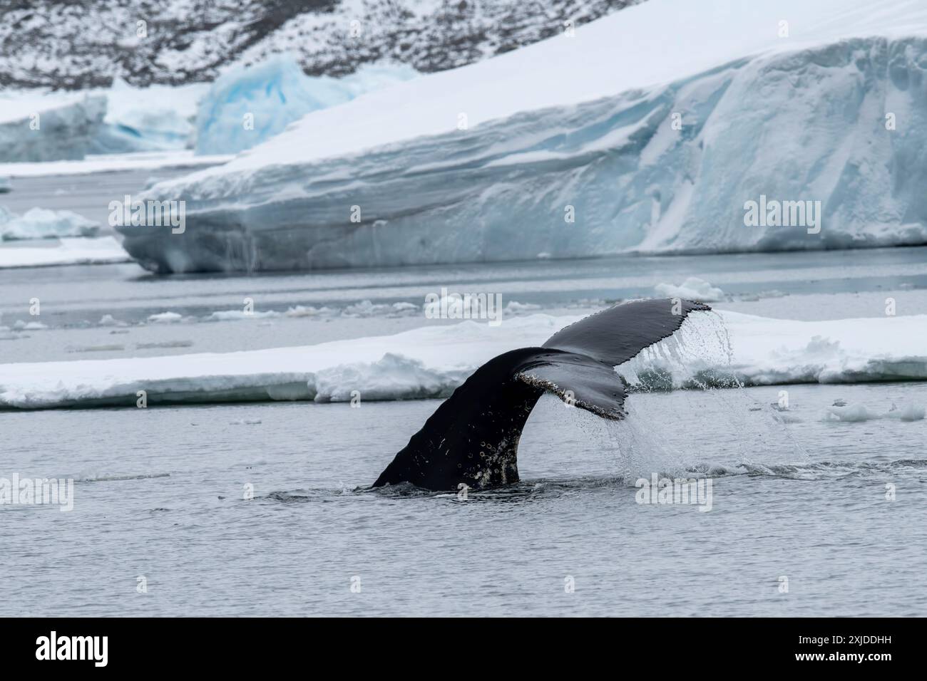 Whales diving in Antarctica Stock Photo - Alamy