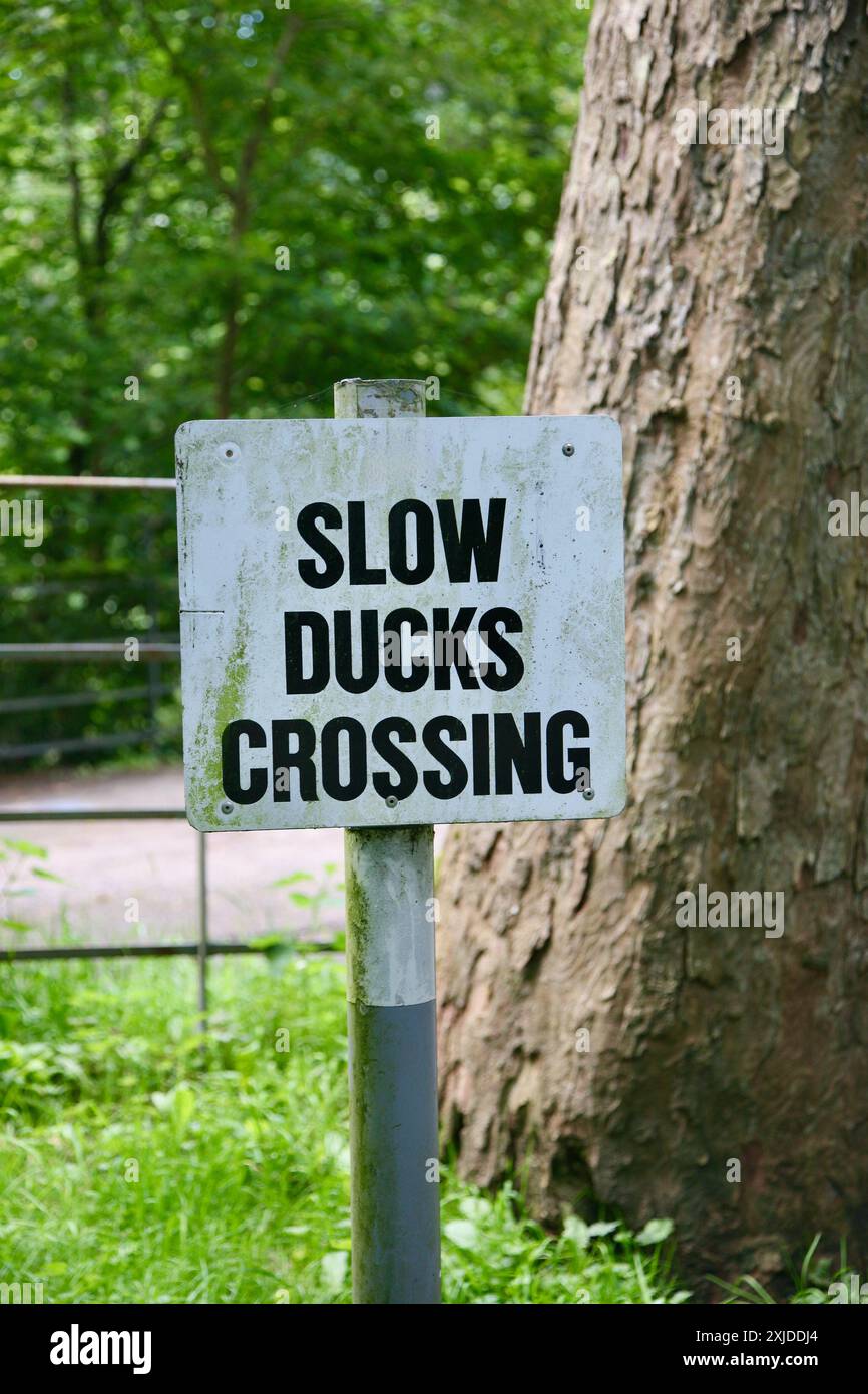 Ducklings crossing road hi-res stock photography and images - Alamy