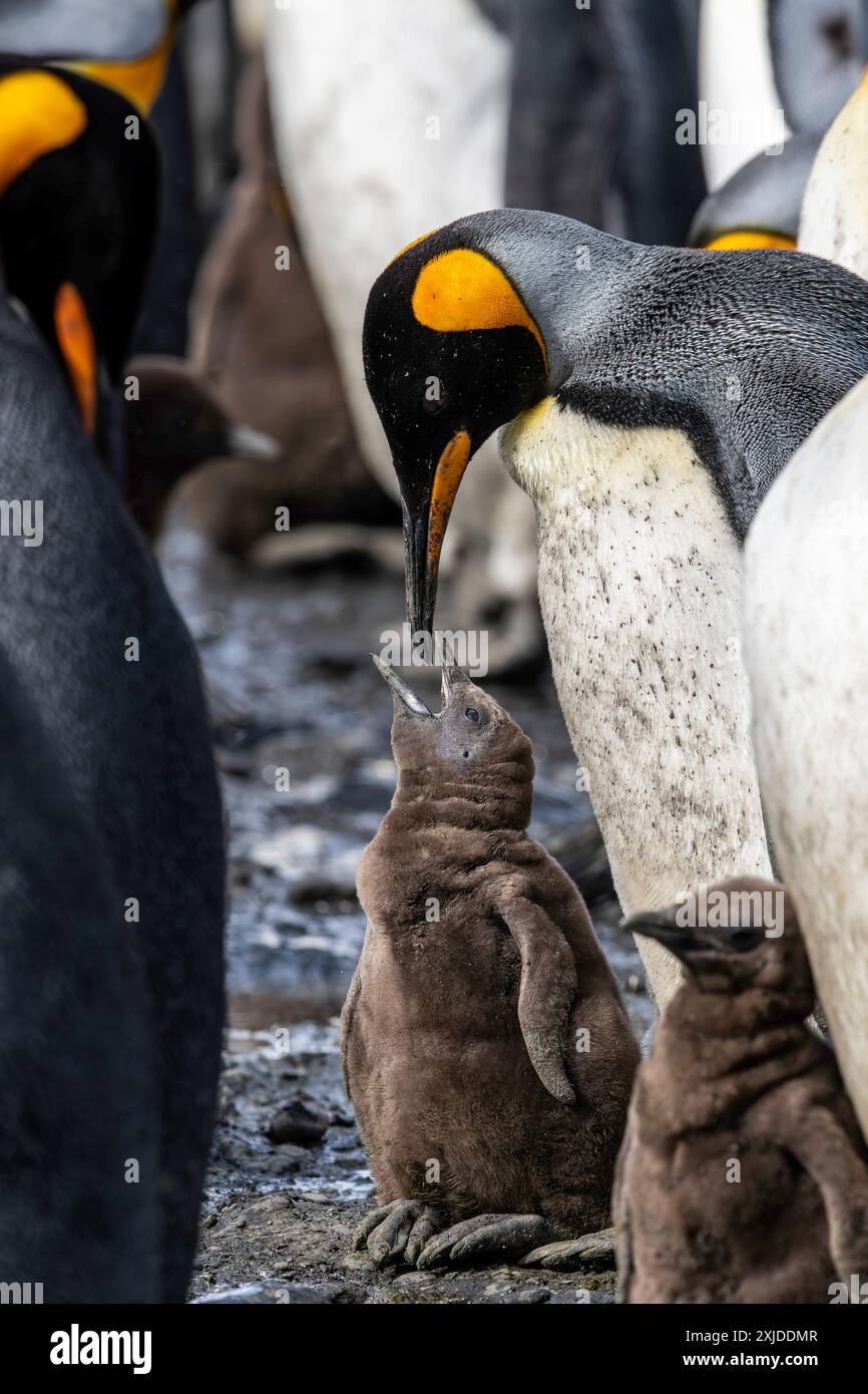 King penguin chick being fed in Antarctica Stock Photo - Alamy
