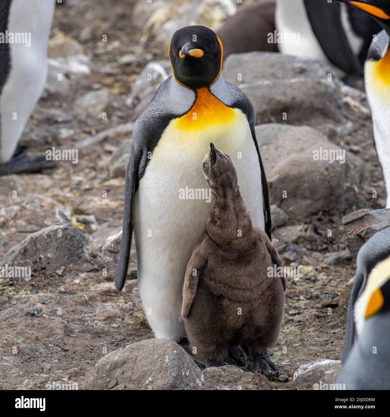 King penguin chick in Antarctica Stock Photo - Alamy
