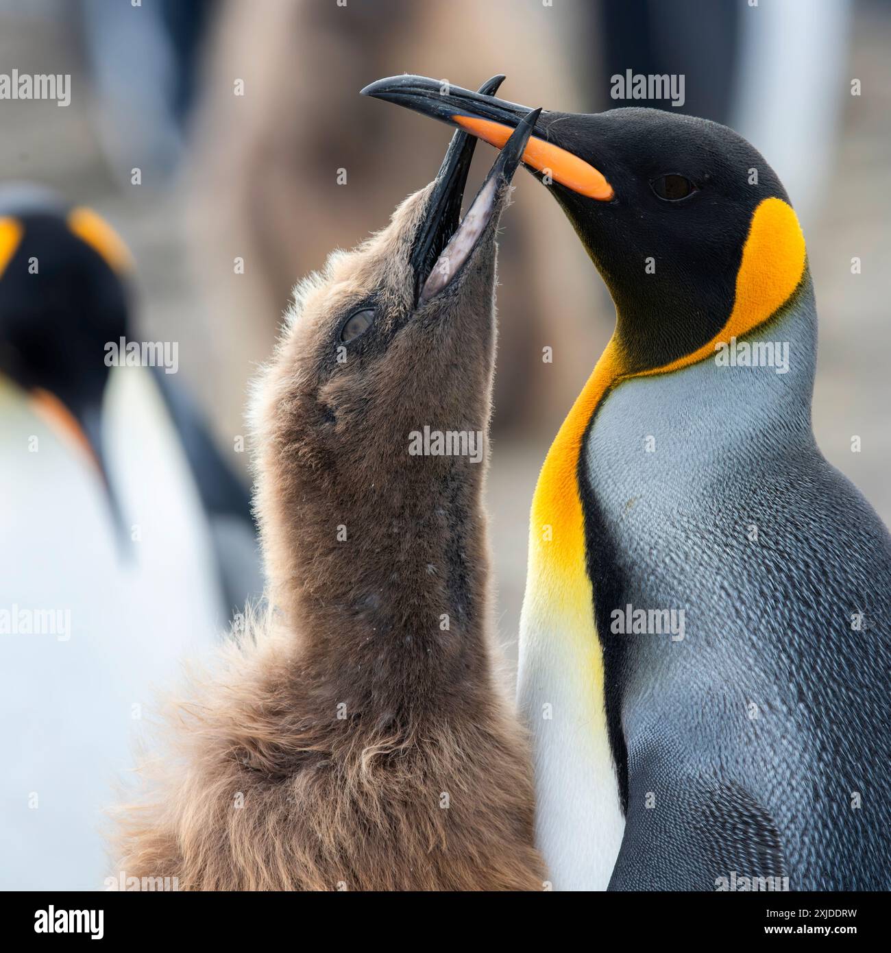 King penguin chick begging for food in Antarctica Stock Photo - Alamy