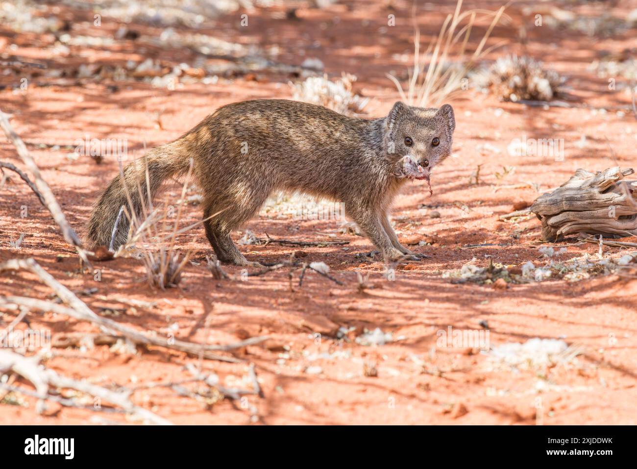 Mongoose kalahari hi-res stock photography and images - Alamy