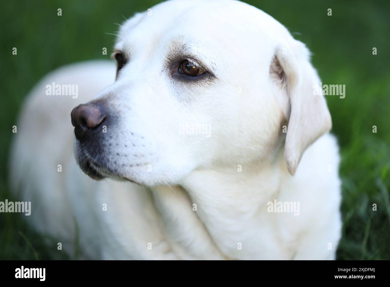 White labrador dog sitting in hi-res stock photography and images - Alamy