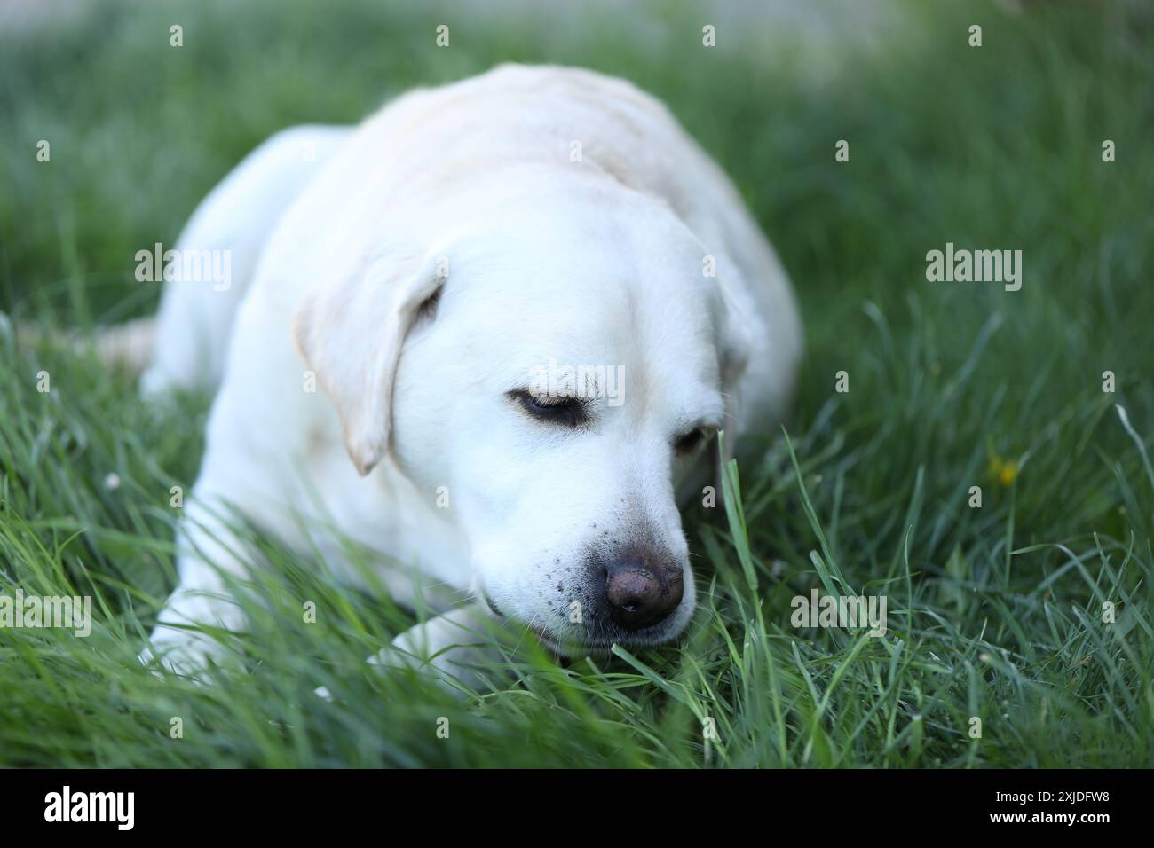 Cute white labrador on grass in summer garden Stock Photo - Alamy