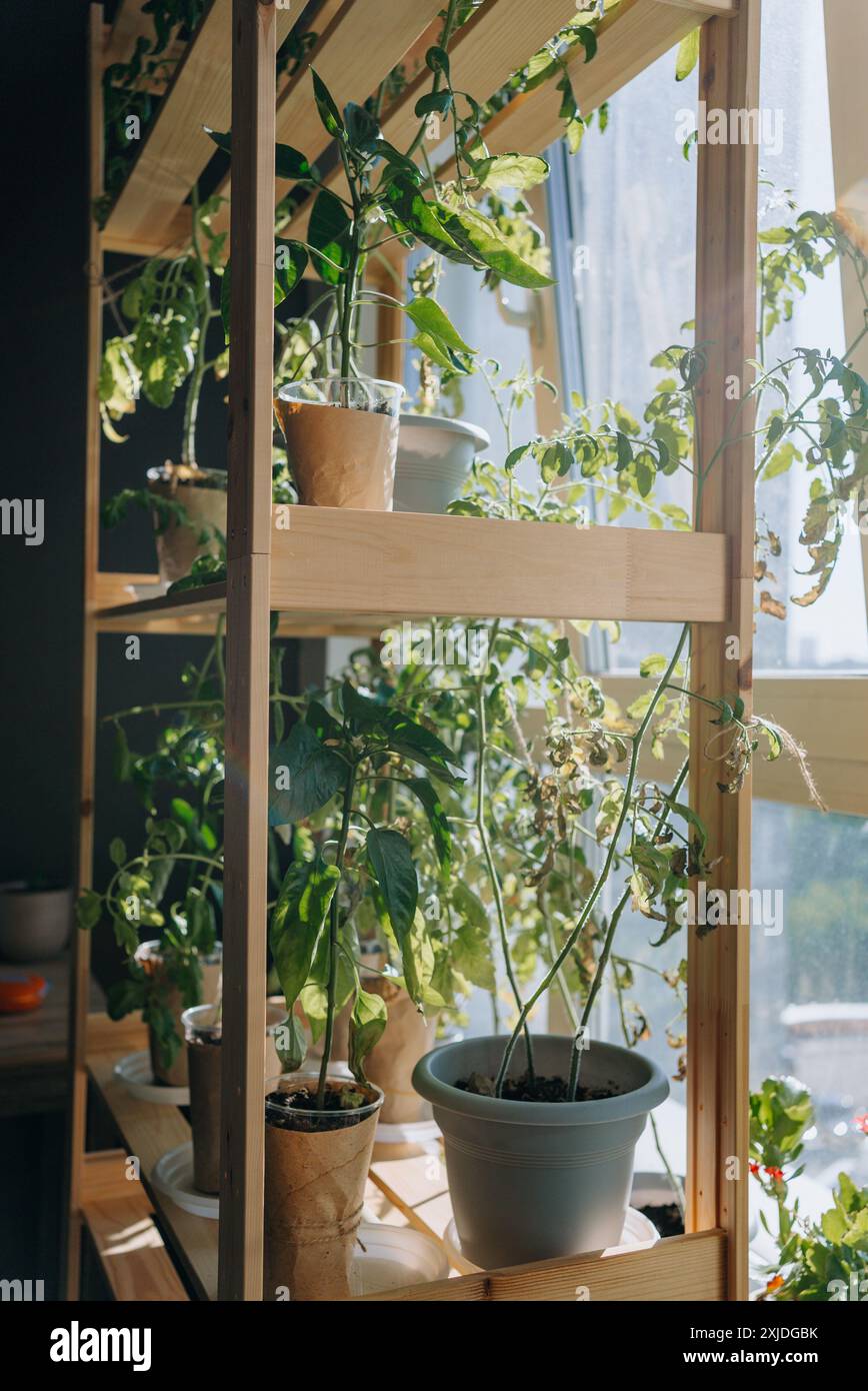 Indoor garden setup with various potted plants on wooden shelves ...