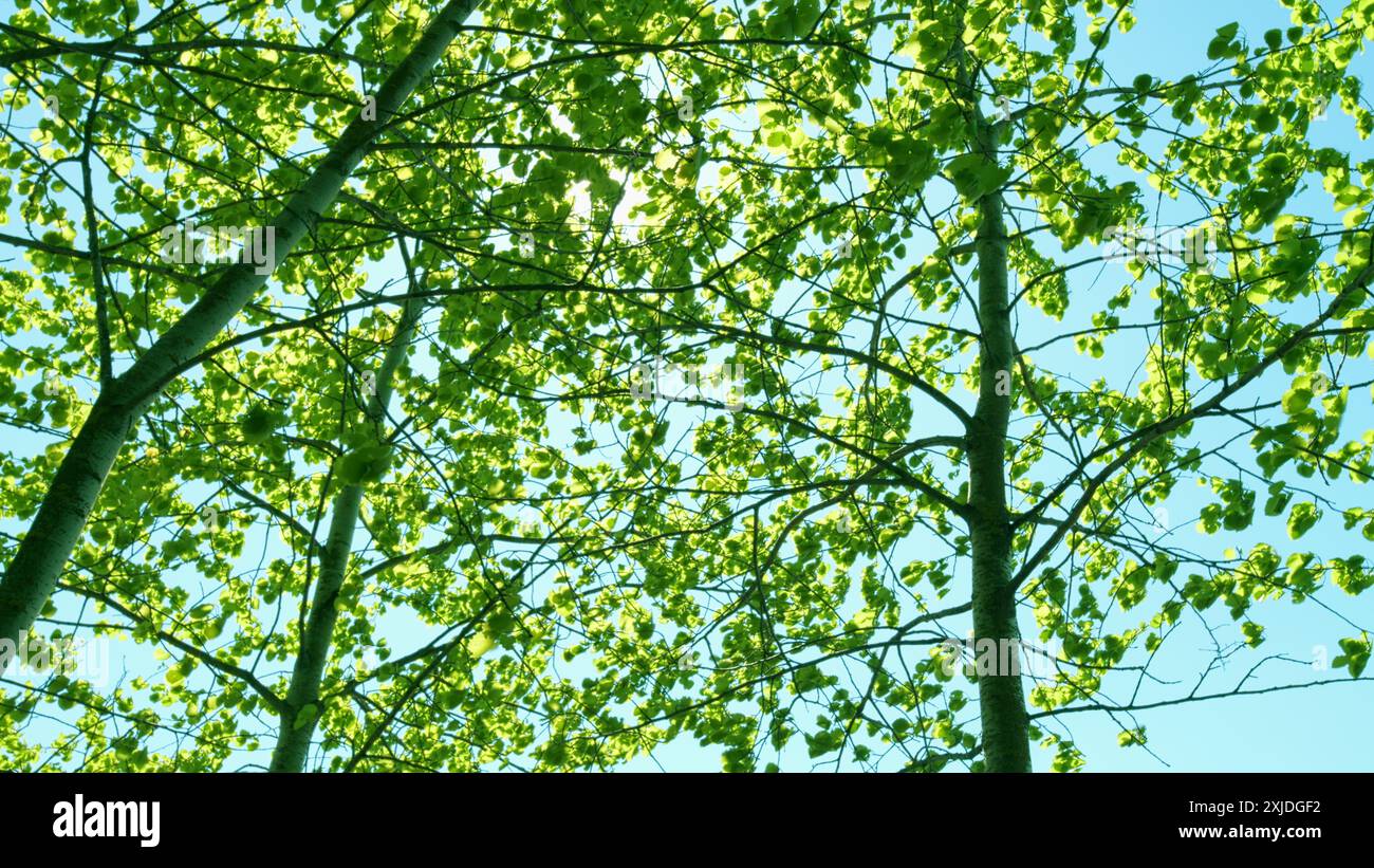 Moving through trees on tropical hi-res stock photography and images ...