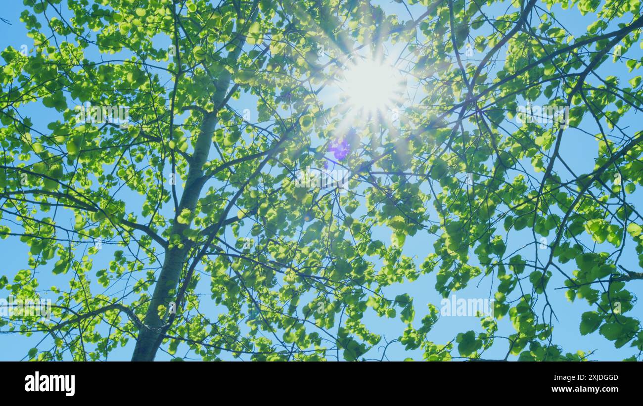 Wide shot. Sky Through Trees. Sun Shines Into Camera Through Green ...