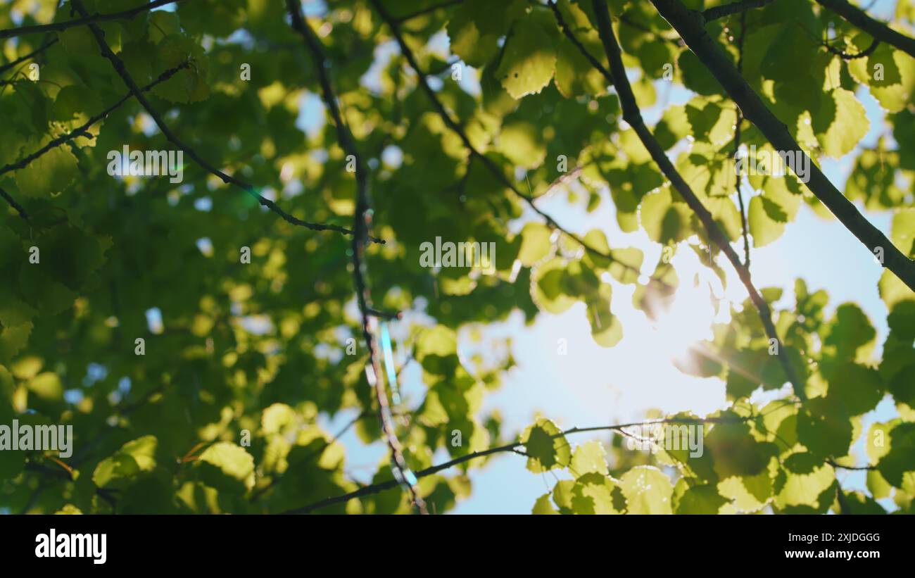 Bokeh. Tree Tall With Top Sky Summer. Bright Sunbeams Shine Through ...