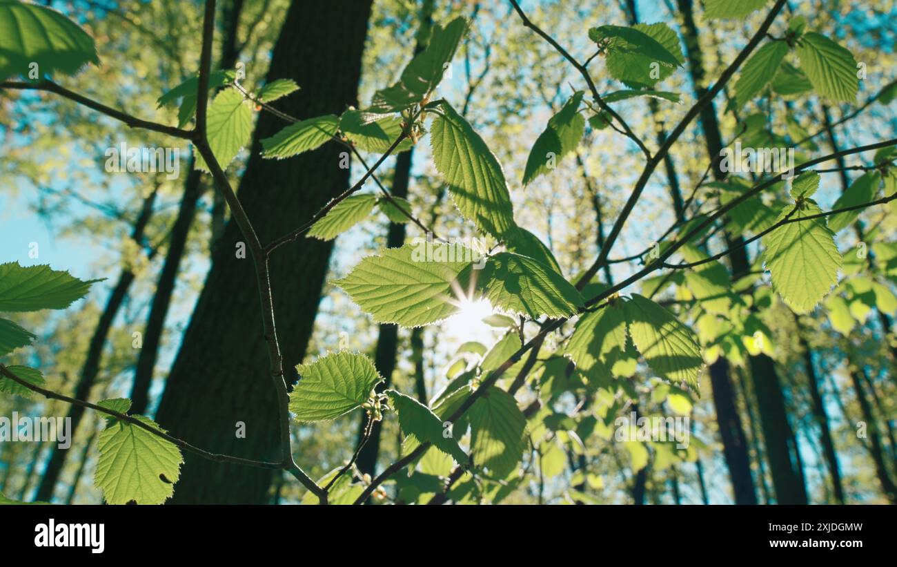 Gimbal shot lush green forest hi-res stock photography and images - Alamy