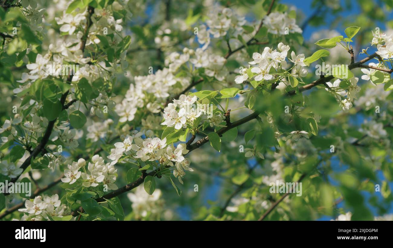 Gimbal shot blooming garden hi-res stock photography and images - Alamy