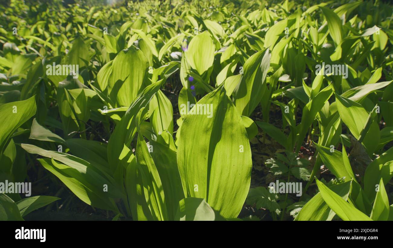 Slow motion. Glade Of Lilies Of The Valley In The Forest. Spring ...