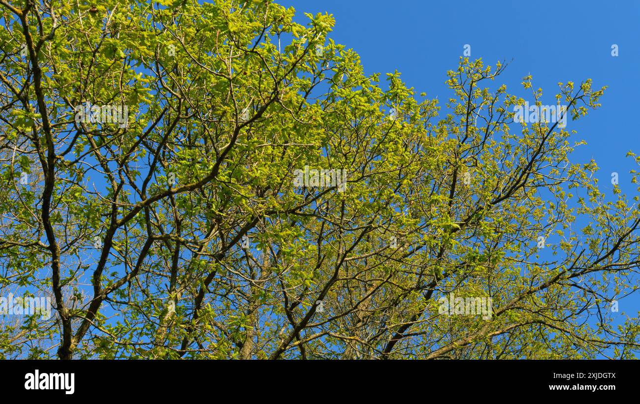 Beautiful twig moves in wind hi-res stock photography and images - Alamy