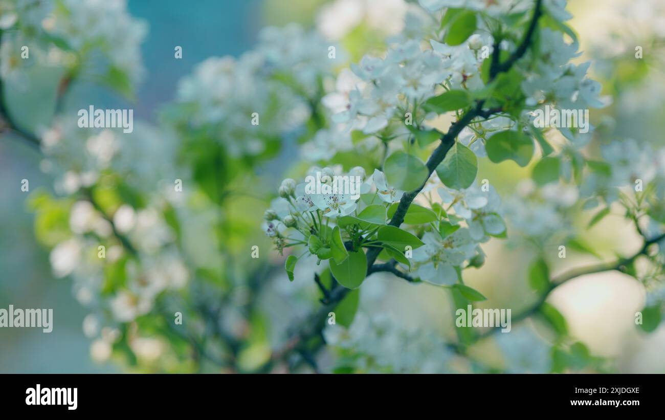 Flowering branch pear tree swaying hi-res stock photography and images ...