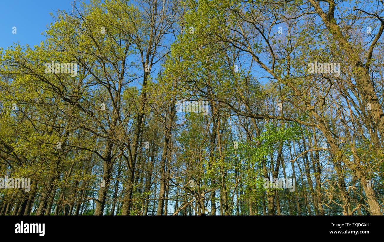 Wide shot. Young Tender Oak Foliage Swaying In Fresh Wind. Beautiful ...