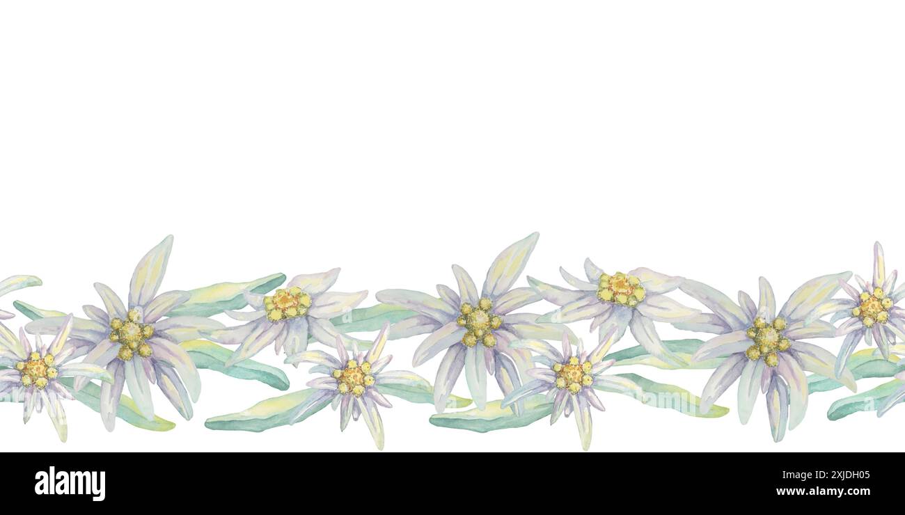 Edelweiss seamless border watercolor clipart featuring delicate white ...