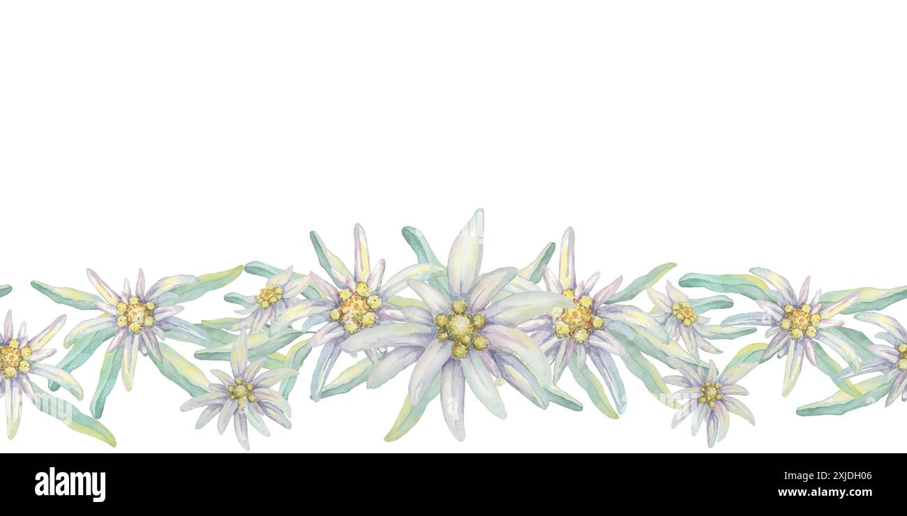 Edelweiss seamless border watercolor clipart depicting clusters of ...