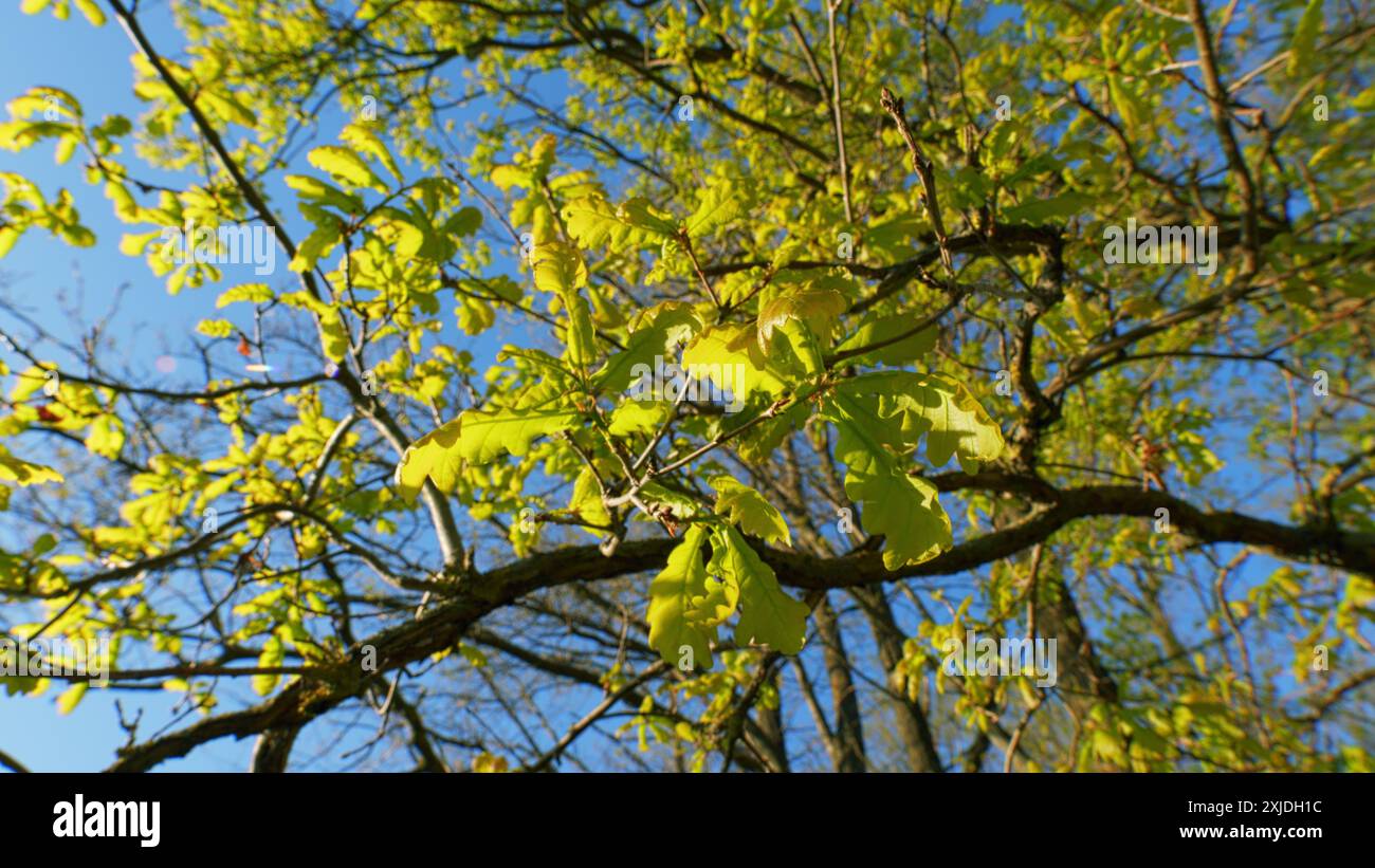Beautiful twig moves in wind hi-res stock photography and images - Alamy