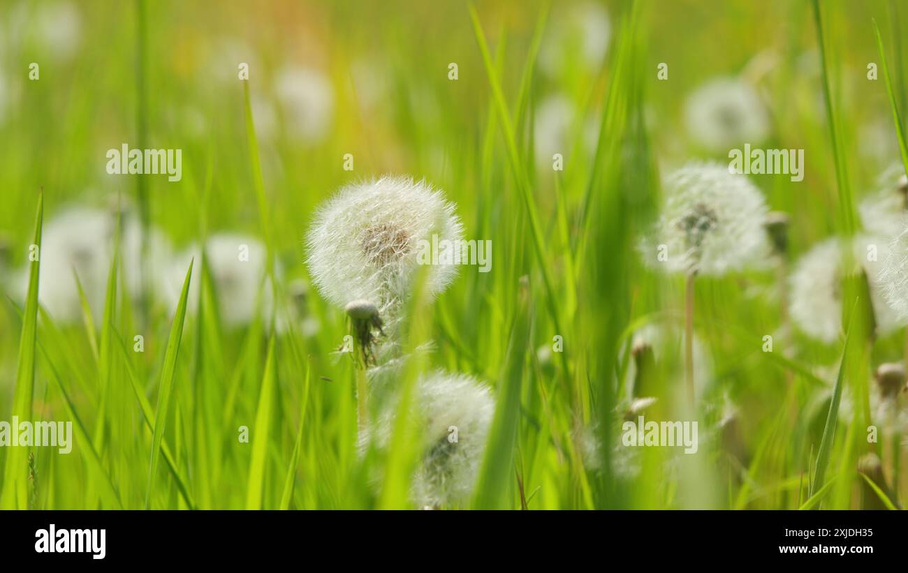 Gimbal Stabilize. White Fluffy Dandelions. Bloomed Dandelion With ...