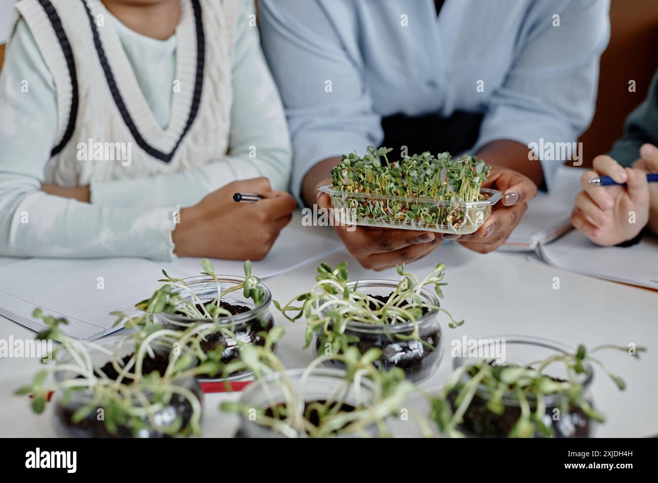 Close up on plastic container with microgreen sprouts in hands of ...