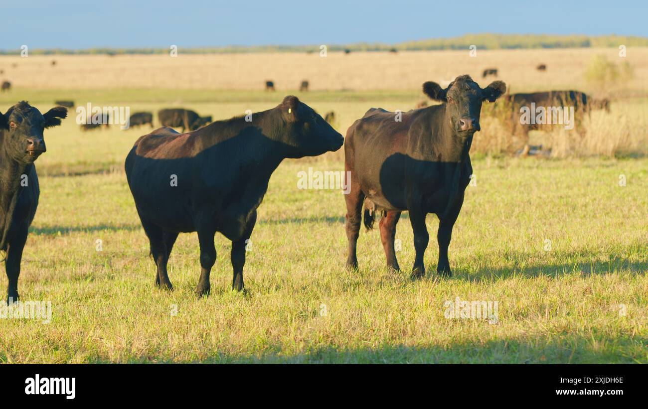 Static view. Animals concept. Cow walking along a green grassy meadow ...