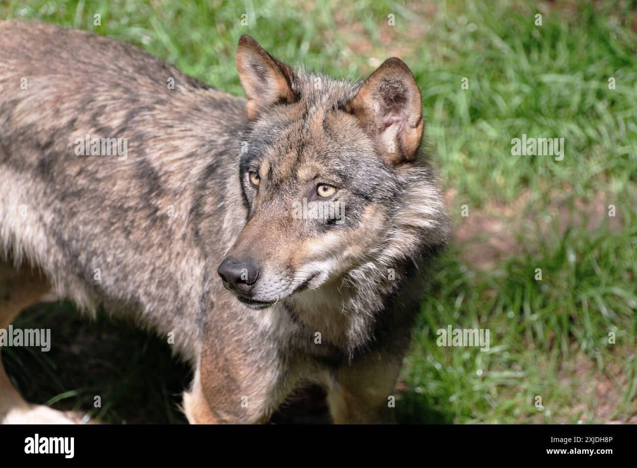 Wolf Europaeischer Grauwolf in Deutschland in Aktion Wolf Grauwolf ...