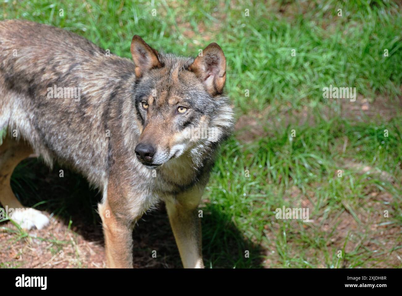 Wolf Europaeischer Grauwolf in Deutschland in Aktion Wolf Grauwolf ...