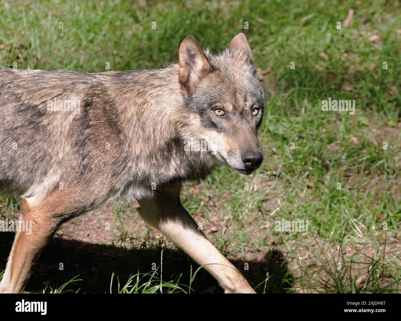 Wolf Europaeischer Grauwolf in Deutschland in Aktion Wolf Grauwolf ...