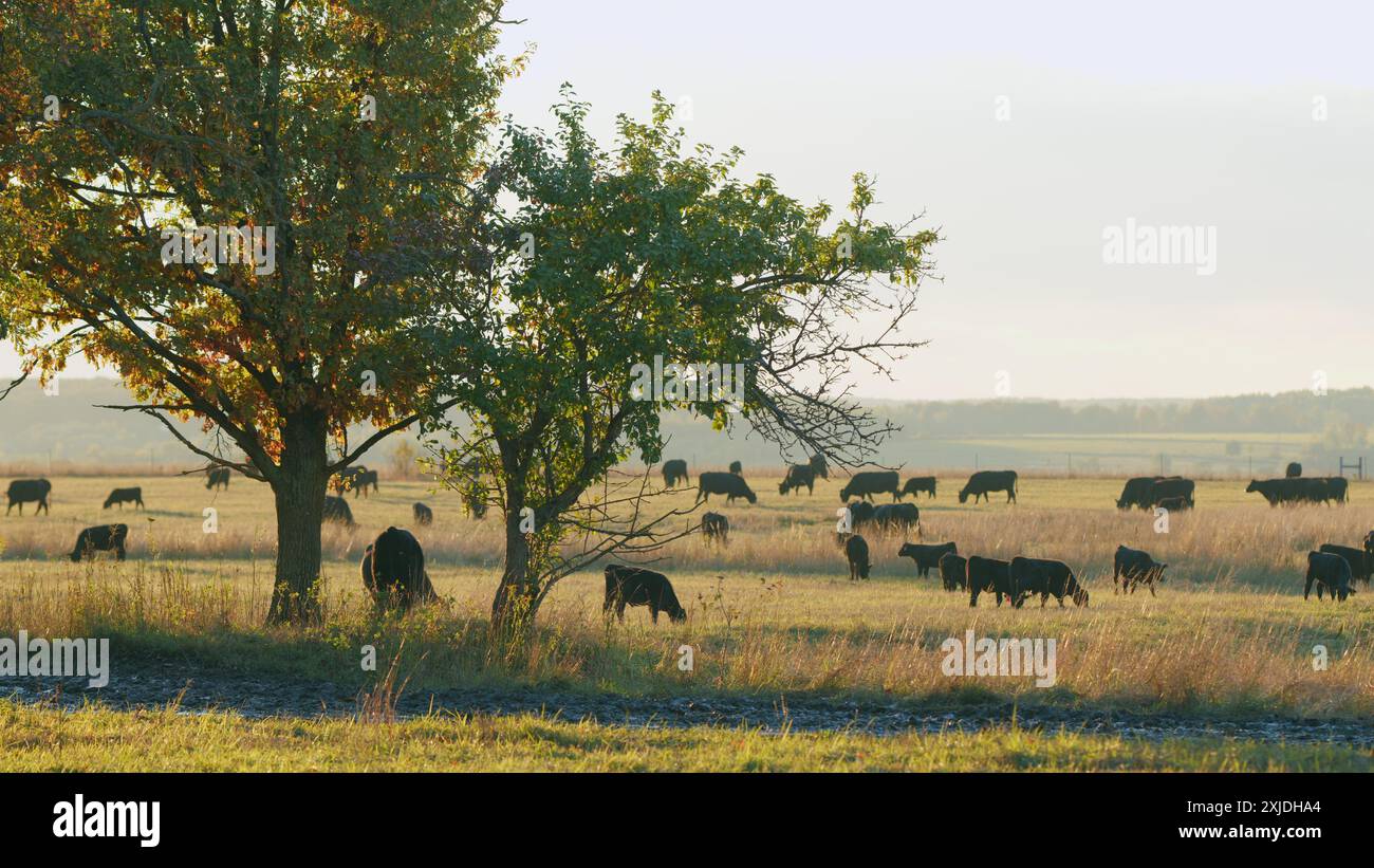 Static view. Cows grazing pasture. Young black cow on pastures. Cows in ...