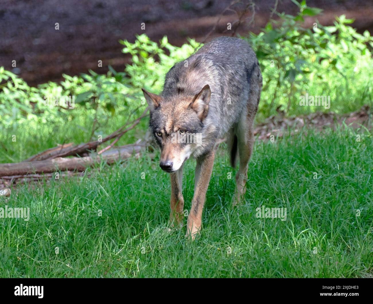 Wolf Europaeischer Grauwolf in Deutschland in Aktion Wolf Grauwolf ...